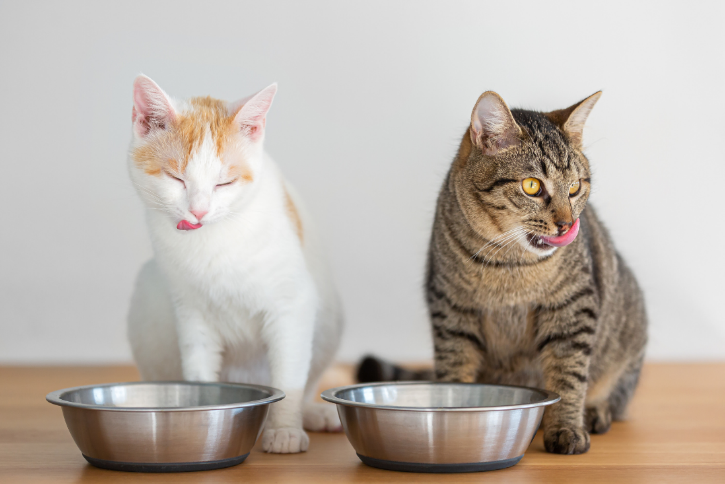 Choosing the Best Cat Bowl for Your Feline Friend - Perfect Companion ...